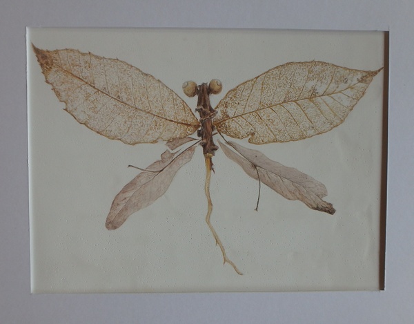 Dragonfly Specimen - Learning a Lesson - Sandy Webster