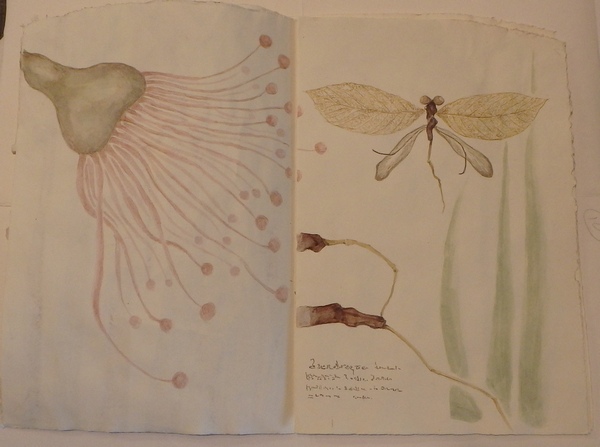 The Specimen Journal - Signature One - Sandy Webster