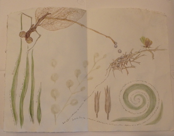 The Specimen Journal - Signature One - Sandy Webster