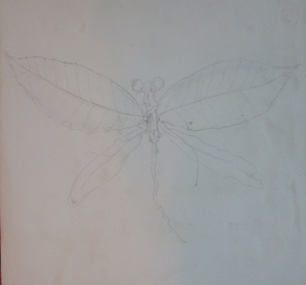 Dragonfly Specimen - Learning a Lesson - Sandy Webster