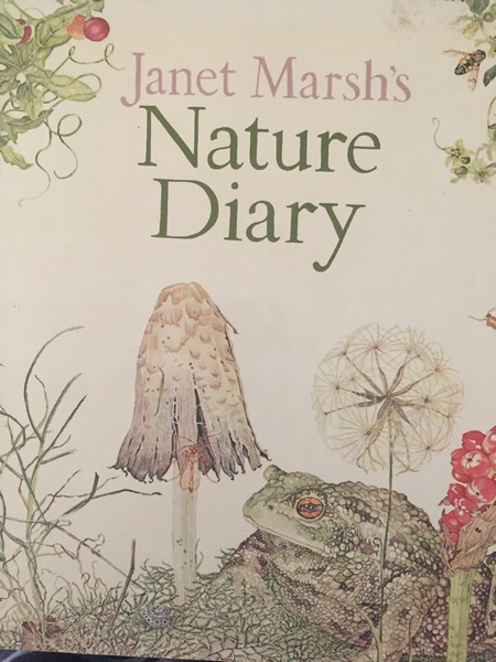 My Love of Illustration - Sandy Webster