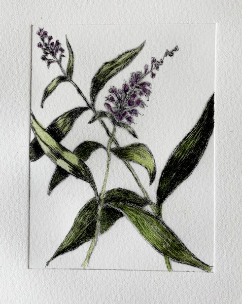 Back in Studio and Printing - Sandy Webster