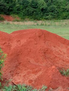 Sandy Webster, Artist - Blog