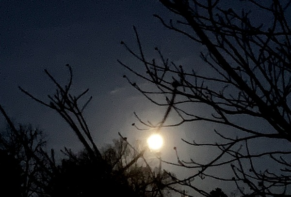 Full Moons and Old Ladies - Sandy Webster