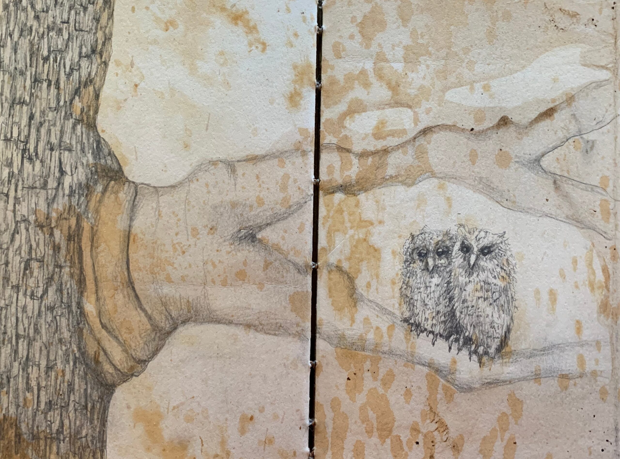 Artist Gallery | Sandy Webster