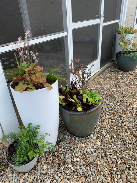 Plants, Porch and Picking the Right Rabbits - Sandy Webster